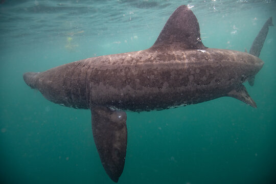 "Basking Shark" Images – Browse 240 Stock Photos, Vectors, and Video ...