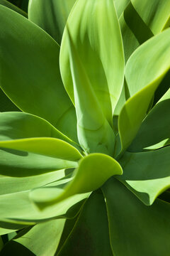 รูปภาพAttenuata – เลือกดูภาพถ่ายสต็อก เวกเตอร์ และวิดีโอ692 | Adobe Stock