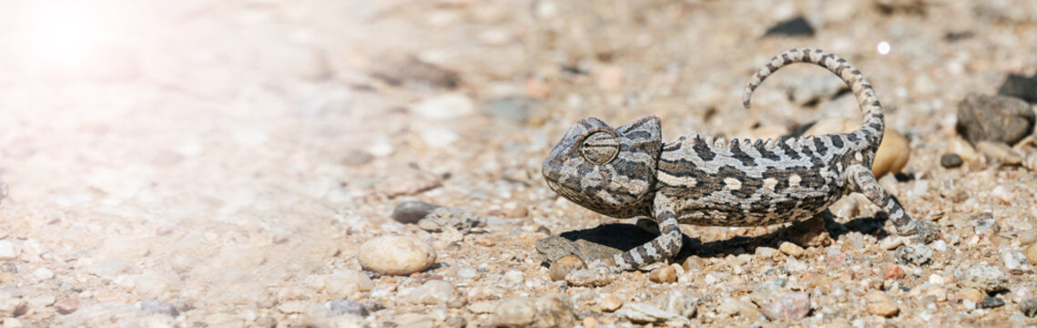 Namaqua Images – Parcourir 1,542 le catalogue de photos, vecteurs et ...