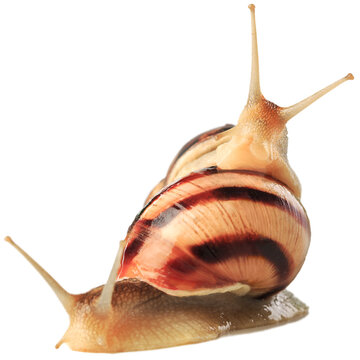 Snigel bilder – Bläddra bland 276,757 stockfoton, vektorer och videor ...