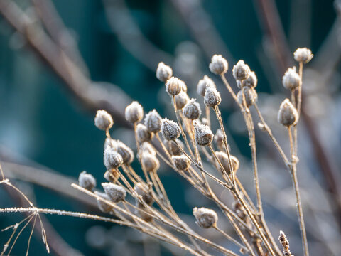 Frostblumen Bilder – Durchsuchen 165,515 Archivfotos, Vektorgrafiken ...