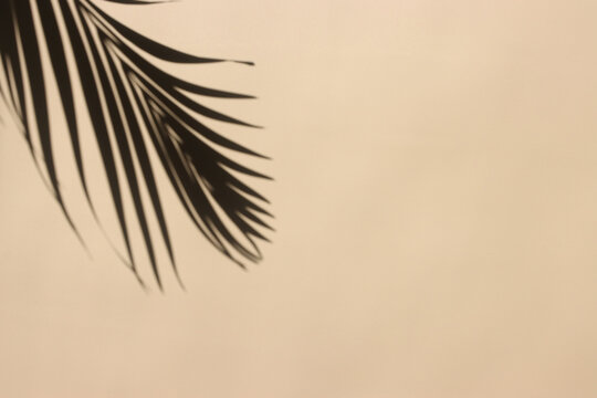 Palm Overlay Bilder – Durchsuchen 7,718 Archivfotos, Vektorgrafiken und ...