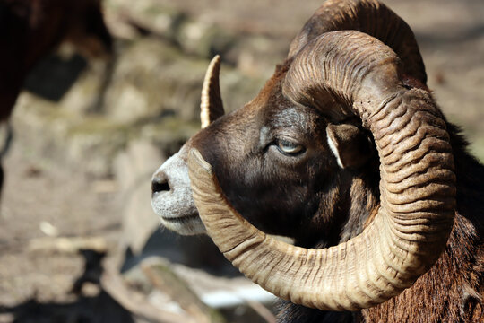 "Ovis Orientalis" Bilder – Durchsuchen 2,538 Archivfotos ...