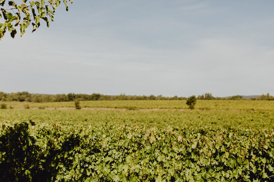"Champ De Vigne" 影像 – 瀏覽 275 個素材庫相片、向量圖和影片 | Adobe Stock