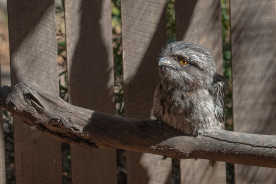 Mopoke bilder – Bläddra bland 49 stockfoton, vektorer och videor ...