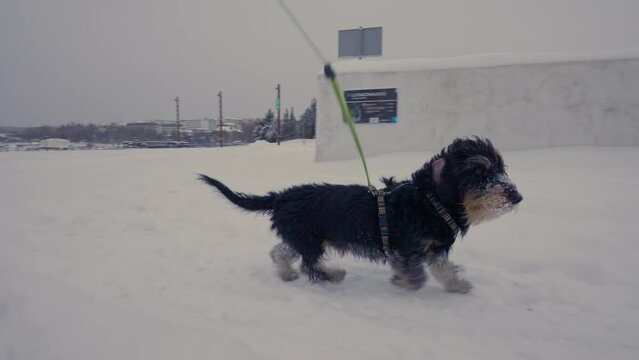 「Dachshund Snow」の写真素材 | 4,462件の無料イラスト画像 | Adobe Stock