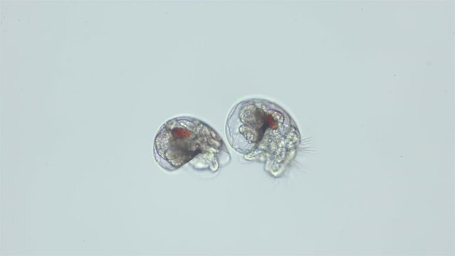 รูปภาพVeliger – เลือกดูภาพถ่ายสต็อก เวกเตอร์ และวิดีโอ134 | Adobe Stock