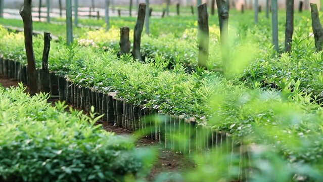 Chandan Images – Browse 891 Stock Photos, Vectors, and Video | Adobe Stock