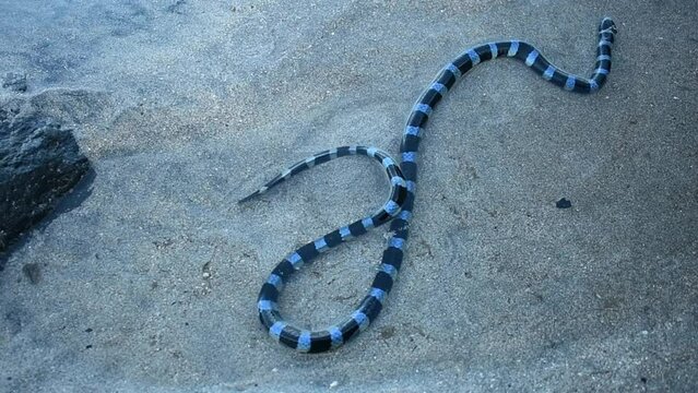 Blue Banded Sea Snake