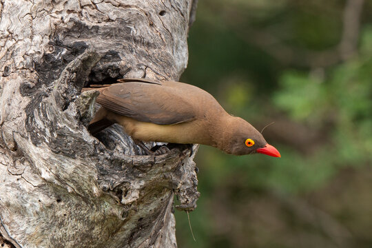 「Tickbird」の画像 - 3,085 件の Stock 写真、ベクターおよびビデオ | Adobe Stock
