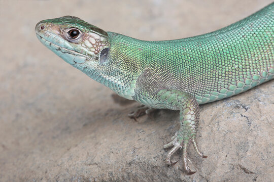 รูปภาพSquamates – เลือกดูภาพถ่ายสต็อก เวกเตอร์ และวิดีโอ12,204 | Adobe ...