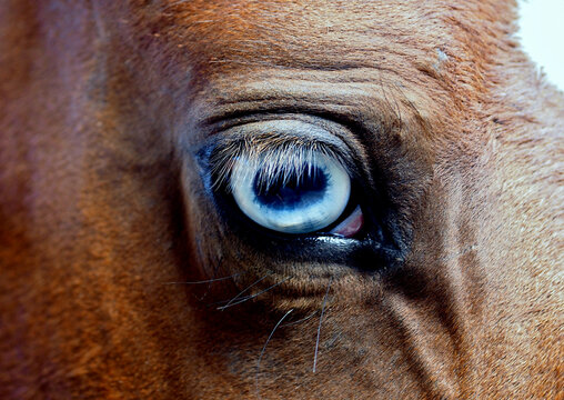 Horse Eye Closeup Bilder – Durchsuchen 25,483 Archivfotos ...