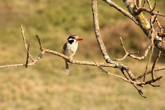 รูปภาพBobo – เลือกดูภาพถ่ายสต็อก เวกเตอร์ และวิดีโอ1,032 | Adobe Stock