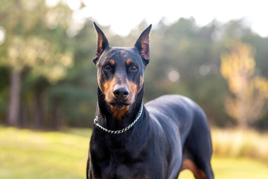 Pincher Bilder – Durchsuchen 297,169 Archivfotos, Vektorgrafiken und ...