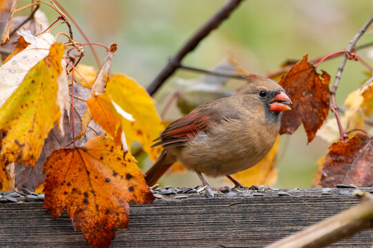 "Female Cardinal" Images – Browse 298 Stock Photos, Vectors, and Video ...