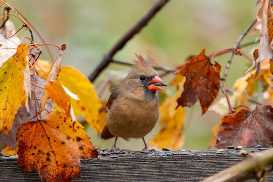 "Female Cardinal" Images – Browse 498 Stock Photos, Vectors, and Video ...
