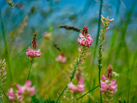 รูปภาพWiesenblumen. – เลือกดูภาพถ่ายสต็อก เวกเตอร์ และวิดีโอ7,703 ...