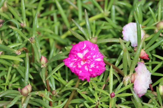 Moss-Rose Images – Browse 325 Stock Photos, Vectors, and Video | Adobe ...