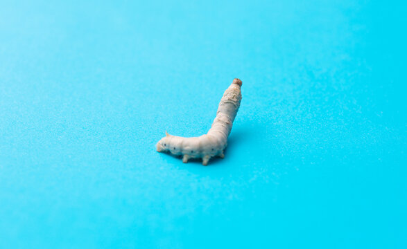 "Silkworm Baby" Bilder – Durchsuchen 169 Archivfotos, Vektorgrafiken ...