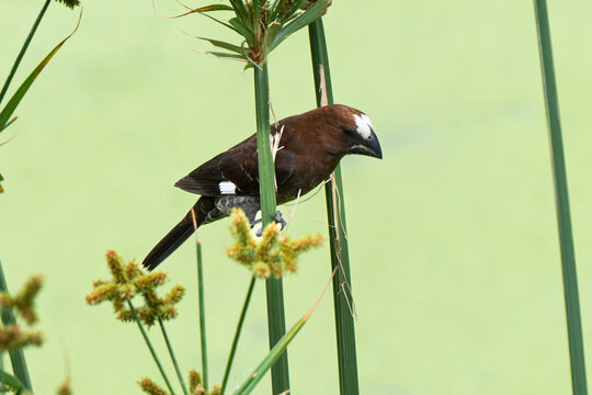 รูปภาพPassereau – เลือกดูภาพถ่ายสต็อก เวกเตอร์ และวิดีโอ6,058 | Adobe Stock