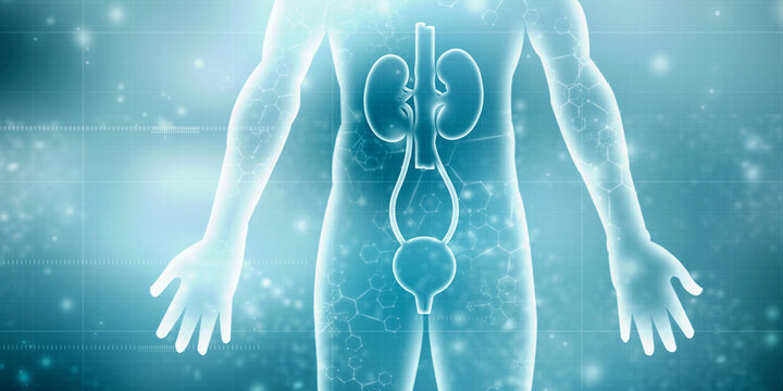 Excretory System Vector Illustration Vectormine