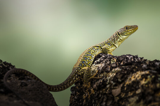 รูปภาพSquamates – เลือกดูภาพถ่ายสต็อก เวกเตอร์ และวิดีโอ12,204 | Adobe ...