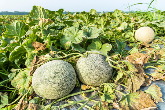 รูปภาพSpanspek – เลือกดูภาพถ่ายสต็อก เวกเตอร์ และวิดีโอ63,979 | Adobe Stock