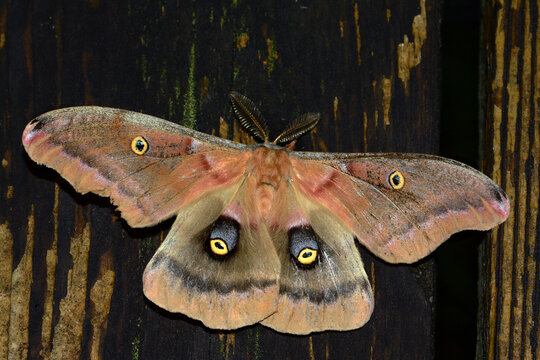 "Polyphemus Moth" Bilder – Durchsuchen 199 Archivfotos, Vektorgrafiken ...