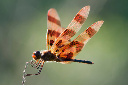 รูปภาพVimpel – เลือกดูภาพถ่ายสต็อก เวกเตอร์ และวิดีโอ307,940 | Adobe Stock