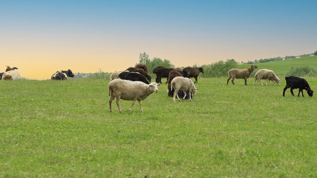 「Sheep-Rearing」の画像 - 17,794 件の Stock 写真、ベクターおよびビデオ | Adobe Stock