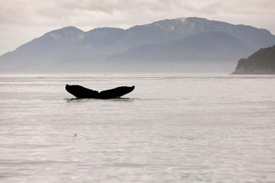 Imágenes de Finning: descubre bancos de fotos, ilustraciones, vectores ...