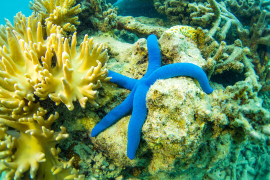 "Seestern Bilder – Durchsuchen 541,470 Archivfotos, Vektorgrafiken und ...