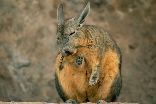 「Viscacha」の画像 - 624 件の Stock 写真、ベクターおよびビデオ | Adobe Stock