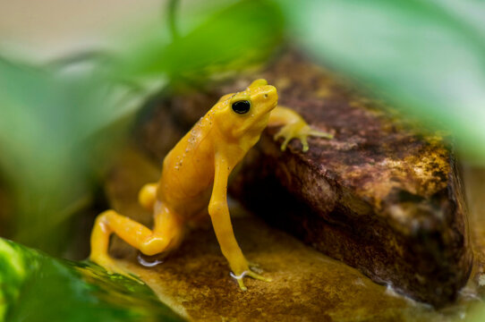 รูปภาพAtelopus – เลือกดูภาพถ่ายสต็อก เวกเตอร์ และวิดีโอ94 | Adobe Stock
