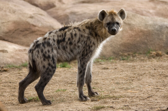 รูปภาพHyaenidae – เลือกดูภาพถ่ายสต็อก เวกเตอร์ และวิดีโอ57,315 | Adobe ...