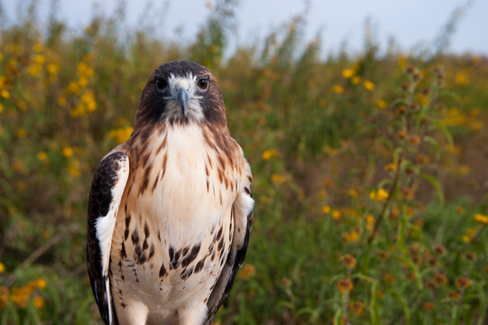"Beautiful Animal" bilder – Bläddra bland 3,083 stockfoton, vektorer ...