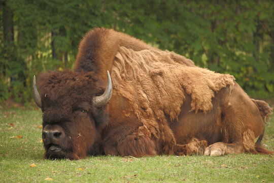 Wildrinder bilder – Bläddra bland 251 stockfoton, vektorer och videor ...