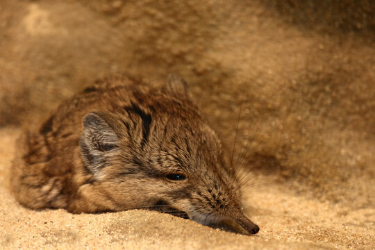 「Soricidae」の画像 - 1,719 件の Stock 写真、ベクターおよびビデオ | Adobe Stock