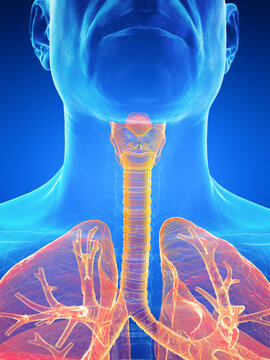 Trachea Images – Browse 30,561 Stock Photos, Vectors, and Video | Adobe ...