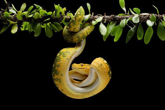 รูปภาพSquamates – เลือกดูภาพถ่ายสต็อก เวกเตอร์ และวิดีโอ12,204 | Adobe ...