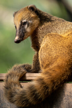 Imagens de Quati – Explore Fotografias do Stock, Vetores e Vídeos de ...