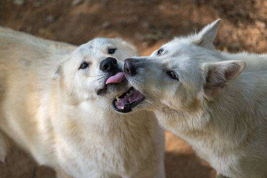 "White Wolves" Images – Browse 226 Stock Photos, Vectors, and Video ...