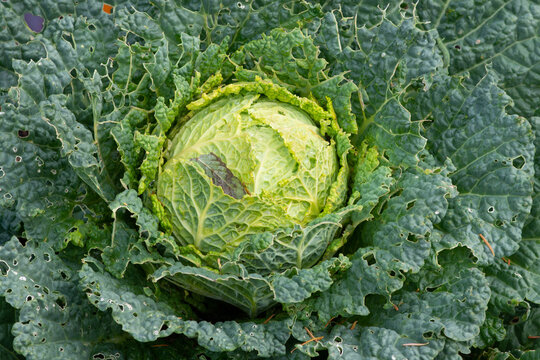 Blattkohl Bilder – Durchsuchen 262,653 Archivfotos, Vektorgrafiken und ...