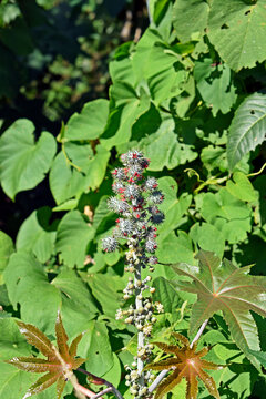 Ricine Bilder – Durchsuchen 1,244 Archivfotos, Vektorgrafiken und ...