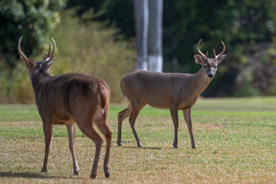 Venado Bilder – Durchsuchen 1,109 Archivfotos, Vektorgrafiken und ...