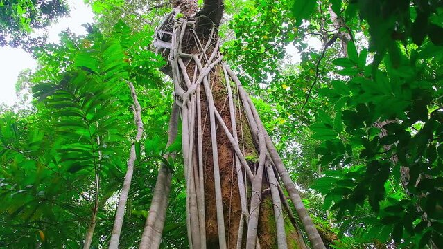 "Daintree Rainforest" Images – Browse 822 Stock Photos, Vectors, and ...