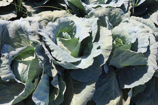 Kopfkohl Bilder – Durchsuchen 63,057 Archivfotos, Vektorgrafiken und ...