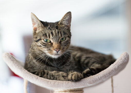 Imágenes de Kot: descubre bancos de fotos, ilustraciones, vectores y ...