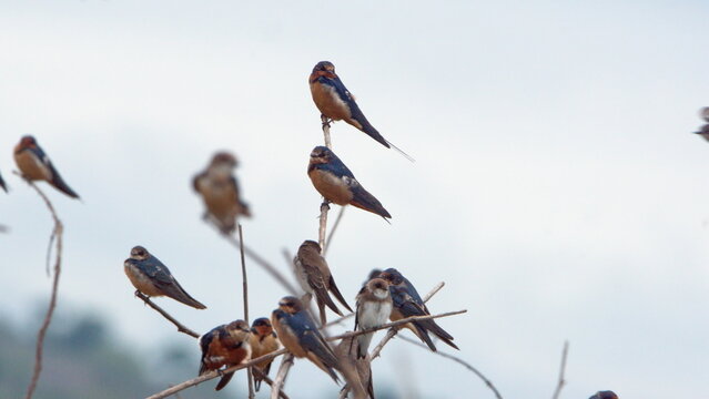 รูปภาพHirundo – เลือกดูภาพถ่ายสต็อก เวกเตอร์ และวิดีโอ8,394 | Adobe Stock