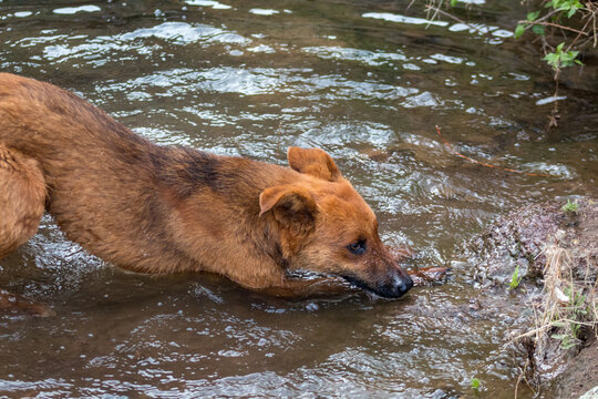 "Color Café Perro Images – Browse 987 Stock Photos, Vectors, and Video ...